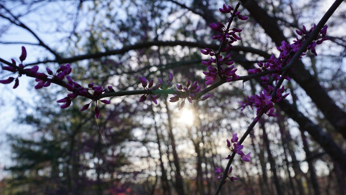 Spring Equinox 2023 – WAY NORTH