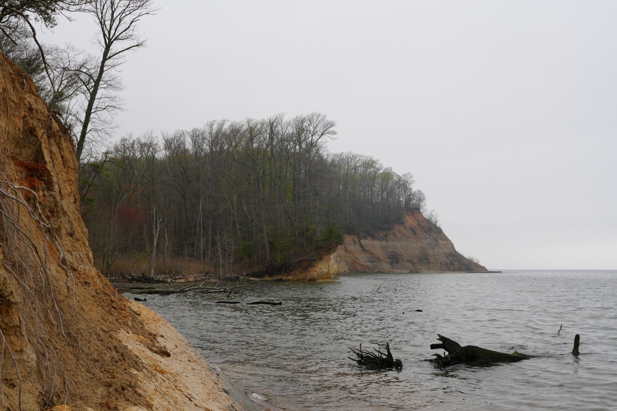 Shark Teeth Fossil Hunting in Virginia – Westmoreland State Park – WAY ...