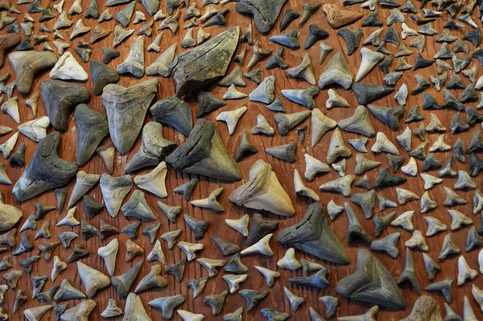 Shark Teeth Fossil Hunting in Virginia – Westmoreland State Park – WAY ...